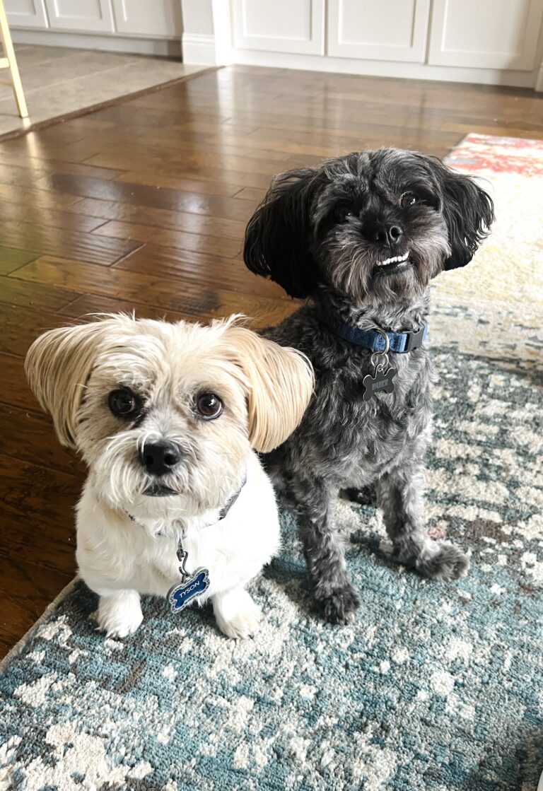 The “Tooth” of the Matter: Why Flossing is “Fur-tastic” for Dogs!